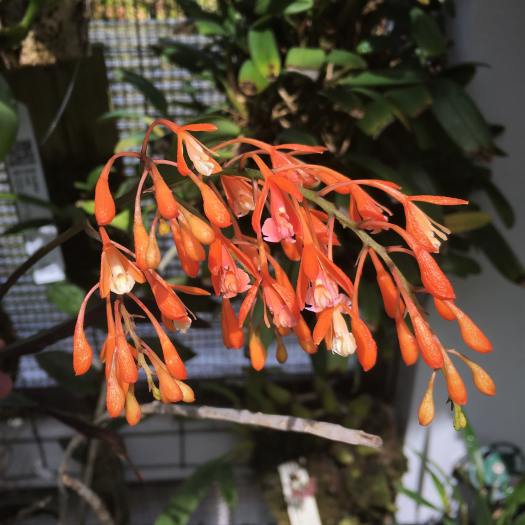 Southern California Orchid Species Society